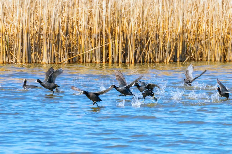 Flock of Eurasian Coots Taking Off Over Water Stock Image - Image of ...