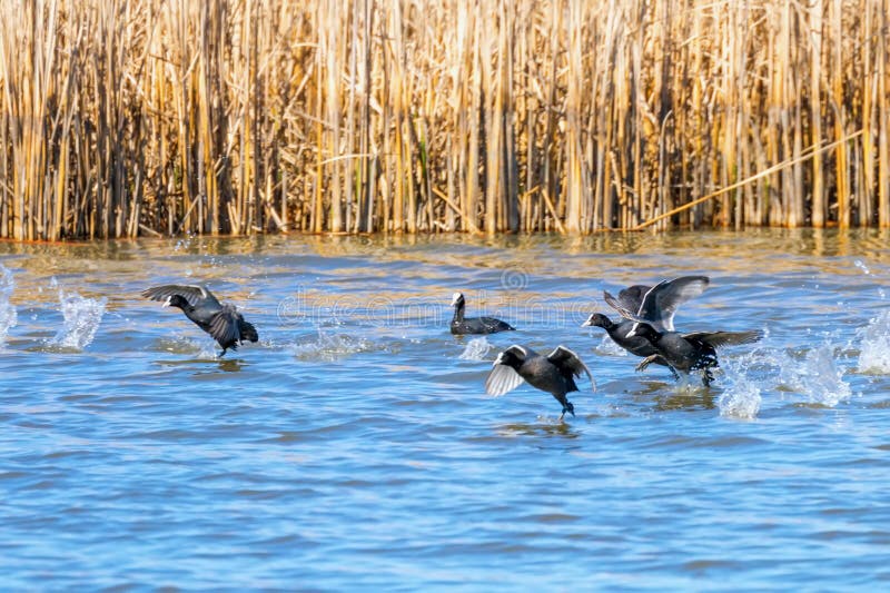 Flock of Eurasian Coots Taking Off Over Water Stock Photo - Image of ...