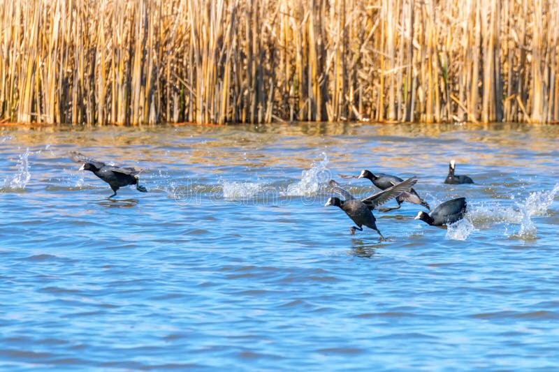 Flock of Eurasian Coots Taking Off Over Water Stock Image - Image of ...