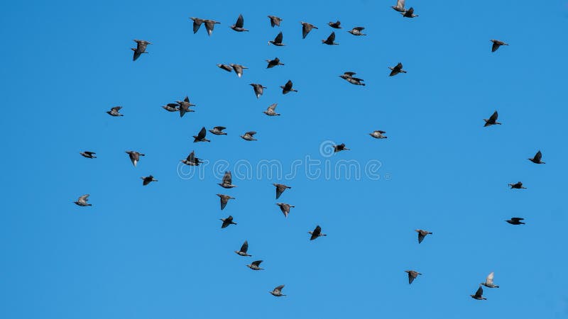 Flock of European Starling Flying in a Blue Sky Stock Image - Image of ...