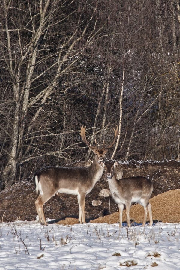 Flock of Fallow Deer Dama Dama on the Hunting Feeder Stock Photo ...