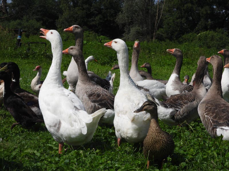 Flock of poultry stock image. Image of animal, domestic - 8718625