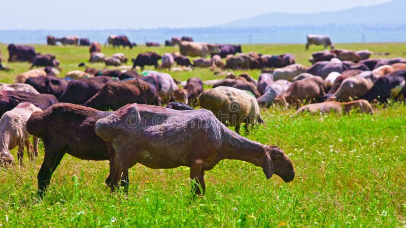 Flock of Fat-tiled Sheep is Grazing in Tall Grass at Sunny Day Stock ...