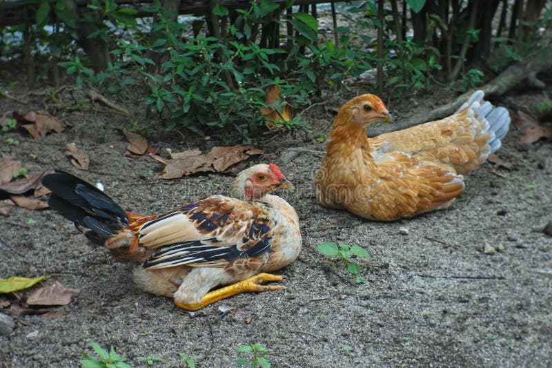 A Flock of Female Native Chickens Sitting on the Sand. Stock Image ...