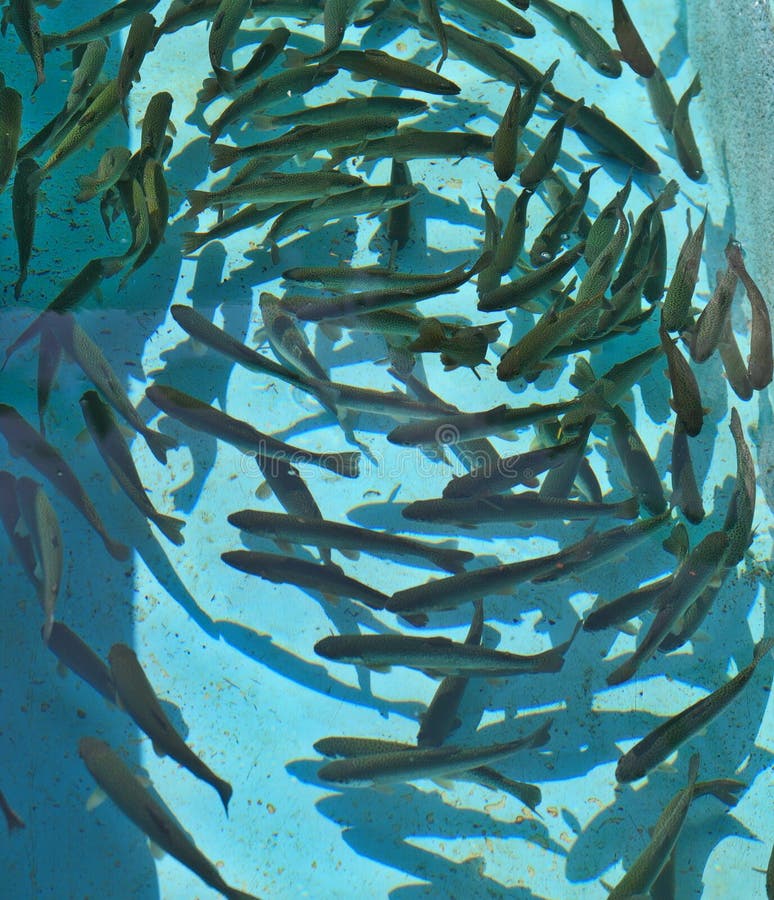 The Flock of Fish in a Big Aquarium. Stock Image - Image of flock ...