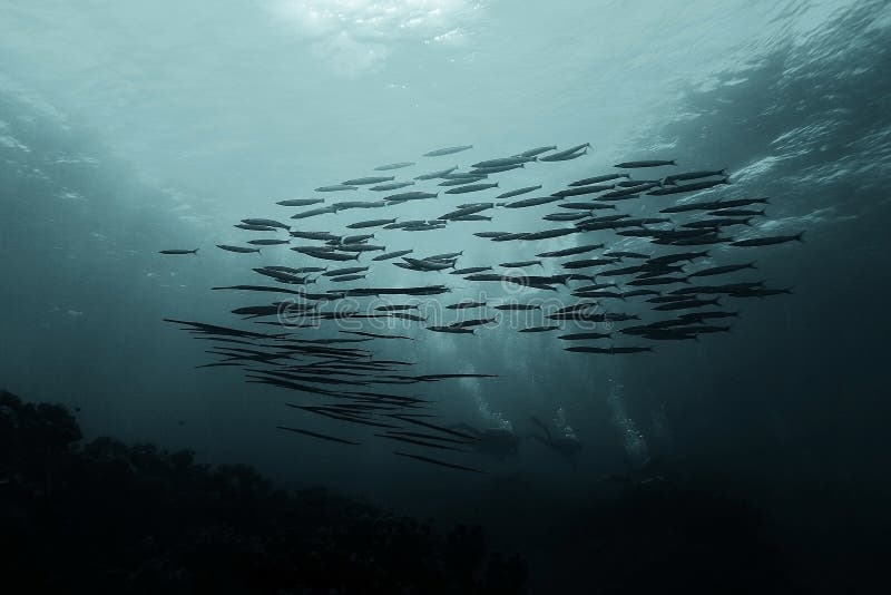 Flock of fish stock photo. Image of dive, fish, coral - 68874022