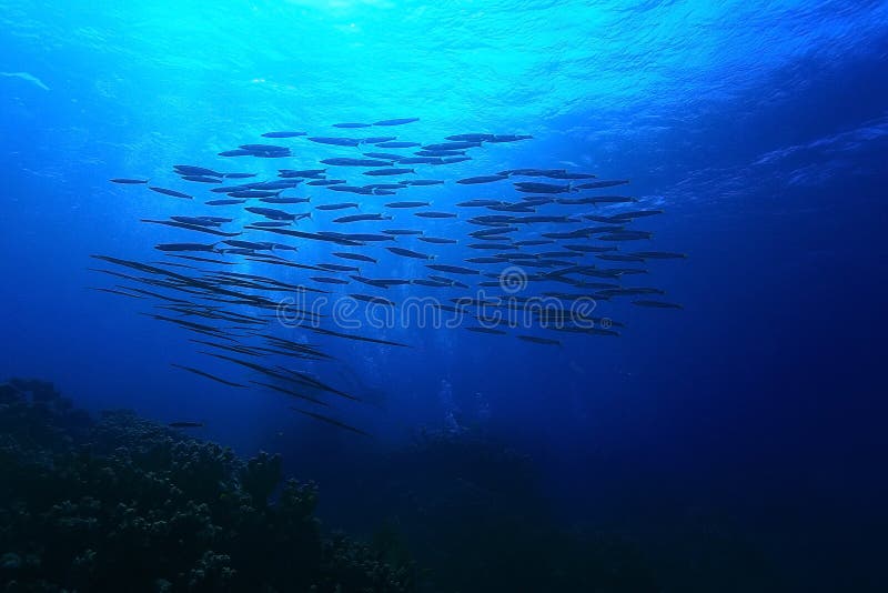 Flock of fish stock image. Image of nature, hard, environment - 69537927