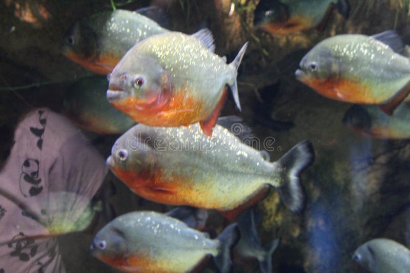 A Flock of Fish of Different Colors Stock Image - Image of japanese ...