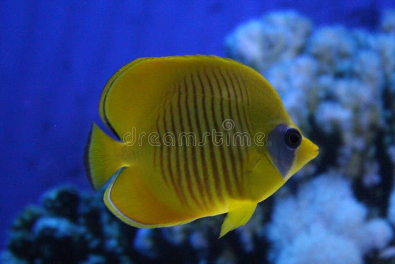 A Flock of Fish of Different Colors Stock Image - Image of marine ...