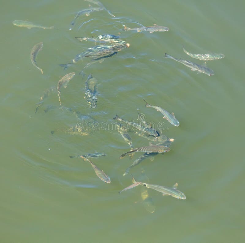 A Flock of Fish Float on the Surface of the Water. Stock Photo - Image ...