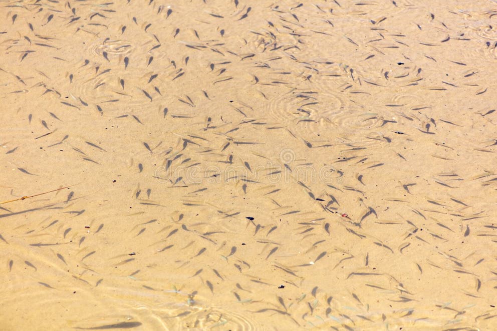 A Flock of Fish Float on the Surface of the Water. Stock Photo - Image ...