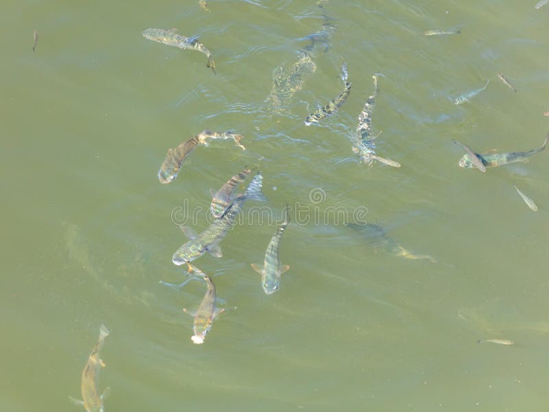 A Flock of Fish Float on the Surface of the Water. Stock Photo - Image ...