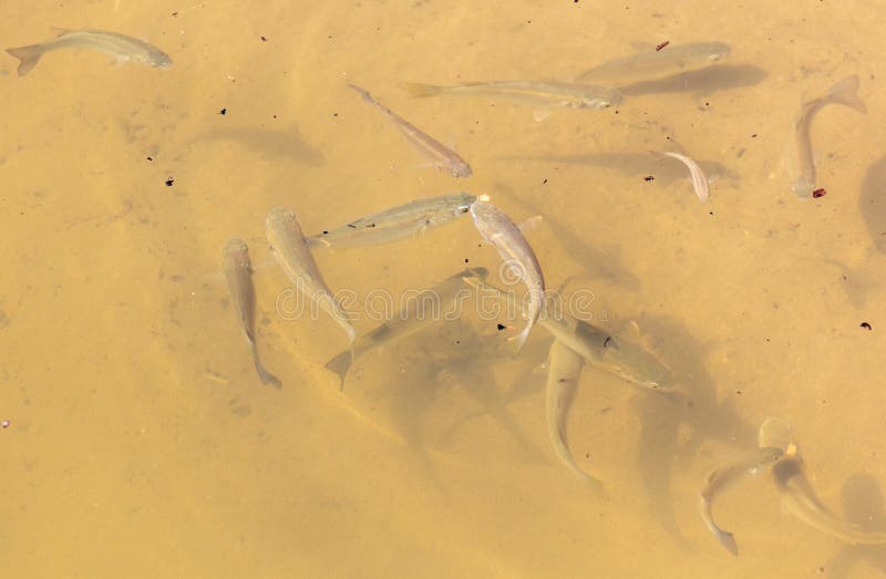 A Flock of Fish Float on the Surface of the Water. Stock Photo - Image ...