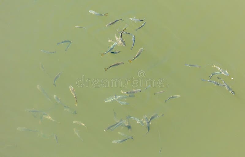 A Flock of Fish Float on the Surface of the Water. Stock Image - Image ...