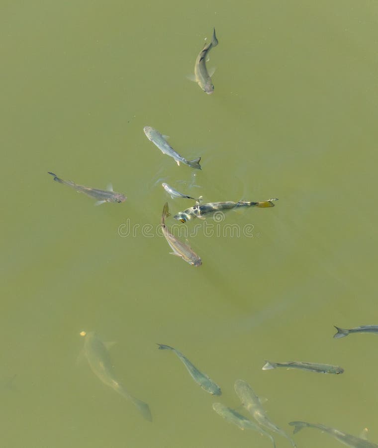 A Flock of Fish Float on the Surface of the Water. Stock Photo - Image ...