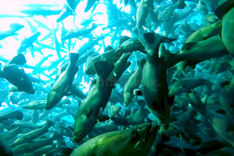 Flock of Fish Inside the Fish Farm, Breeding Commercial Fish in Stock ...