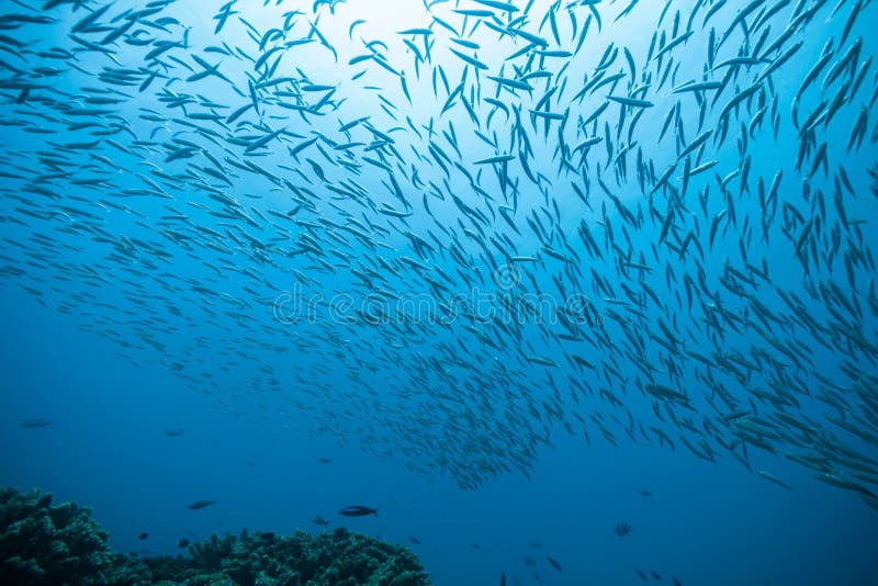 Flock of fish in ocean stock photo. Image of leisure - 77797654