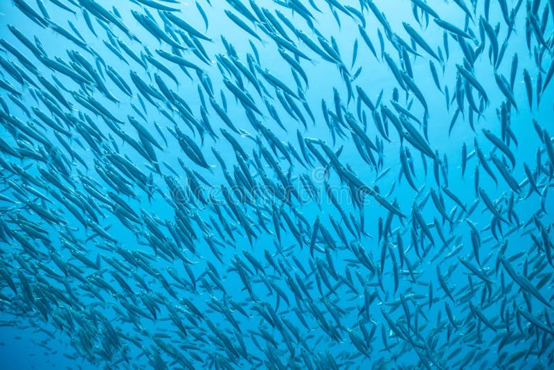A Big Flock Of Fish While Snorkeling Stock Photo - Image of swimming ...
