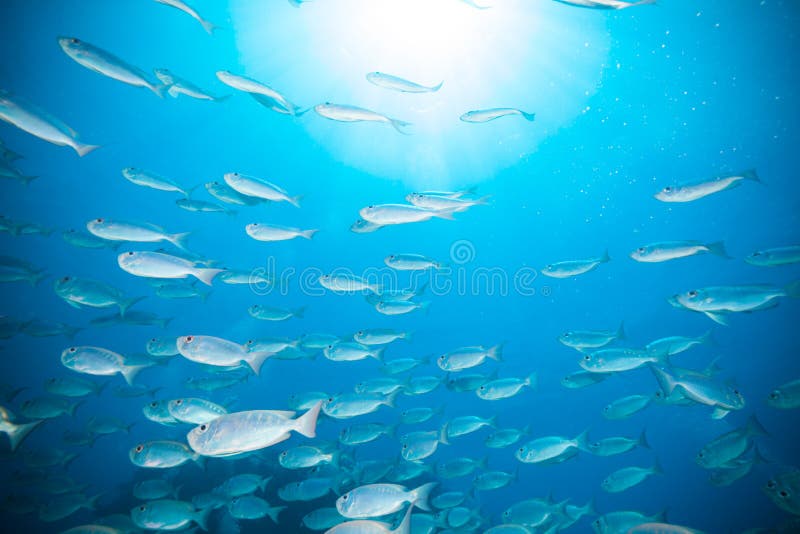 Flock of fish in ocean stock image. Image of jack, scuba - 77797773