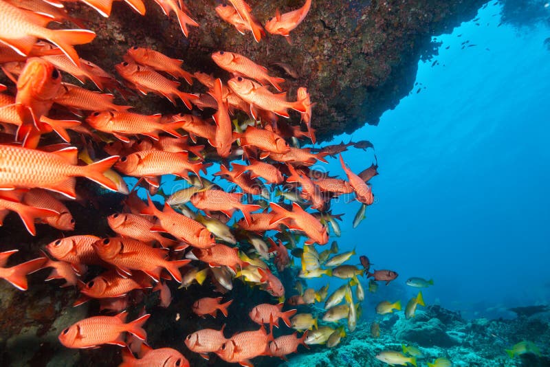 Flock of fish in ocean stock photo. Image of diving, nature - 77797608