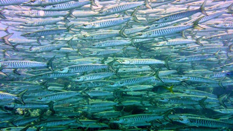 A flock of fish stock photo. Image of eilat, fish, israel - 91365312