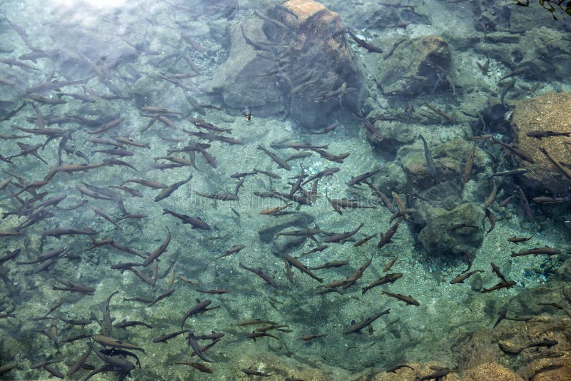 Flock of fish stock image. Image of group, environment - 96461997