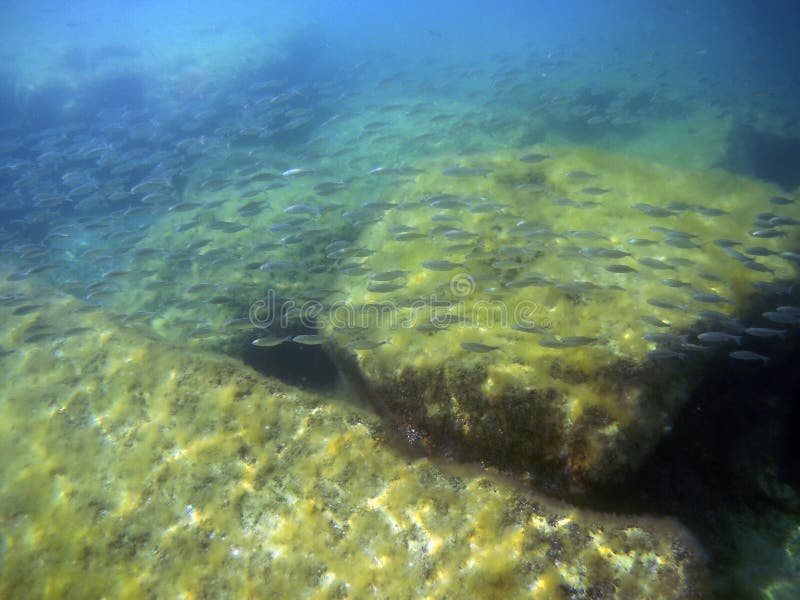 Flock of fish in the sea stock image. Image of cliffs - 249463709