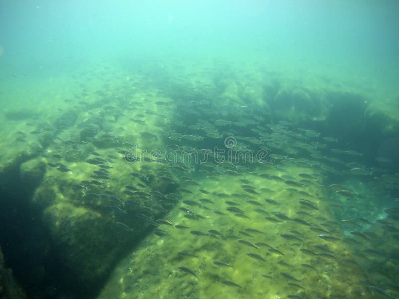 Flock of fish in the sea stock photo. Image of environment - 267910828
