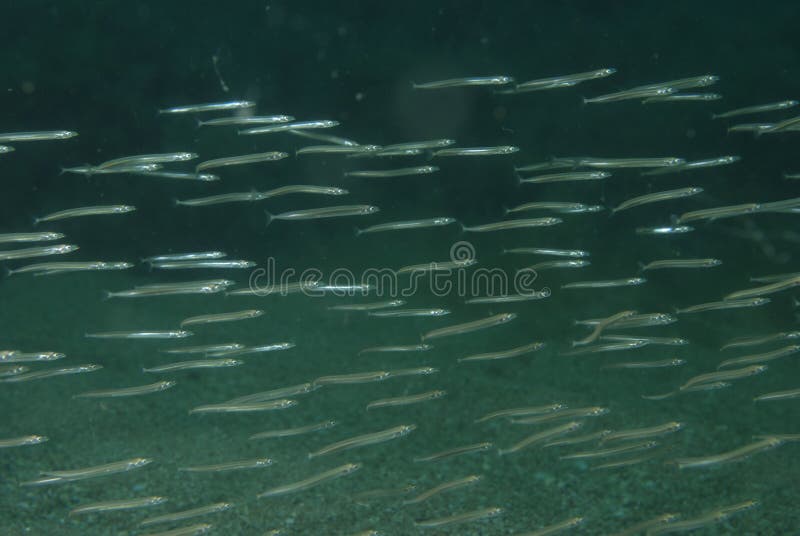 Flock of fish in the sea stock image. Image of fishmonger - 78980249