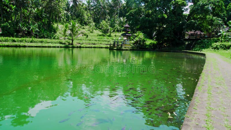 A Fish Swim in an Artificial Lake in Green Water on a Bali Stock Video ...