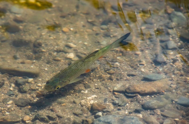 A Flock of Fish Swims in the Water of the Lake Stock Image - Image of ...