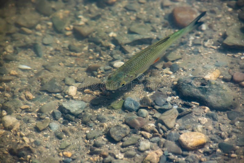 A Flock of Fish Swims in the Water of the Lake Stock Photo - Image of ...