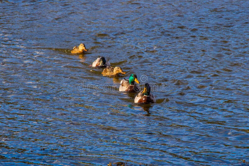 A Flock of Five Ducks Swims on the Water Stock Photo - Image of high ...