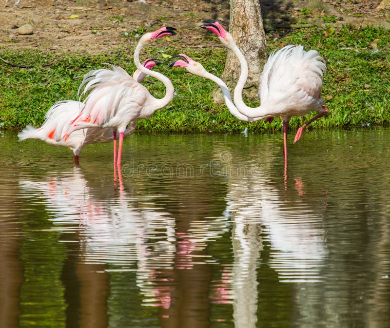 Flamingo In A Flock Of Flamingoes Stock Image - Image of exotic, food ...