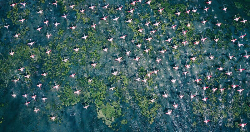 Flamingos in Flight. Flying Flamingos Over the Water of Natron Lake ...