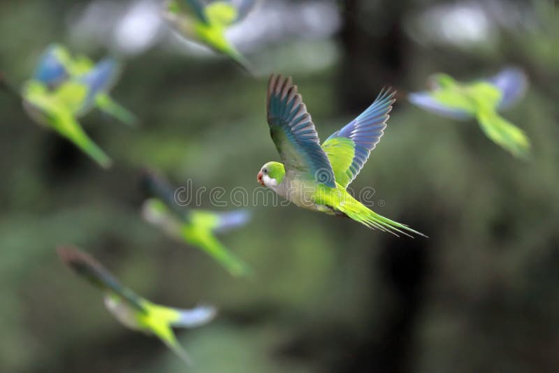 Flock of parrots in flight stock photo. Image of flight - 159252010