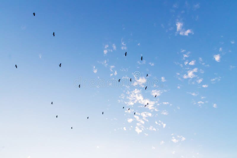 Flock of Flying Birds Over a Heavenly Blue Sky with Fluffy Clouds Stock ...