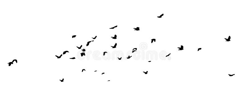 A Flock of Flying Birds. a Large Flock of Flying Crows. Vector ...