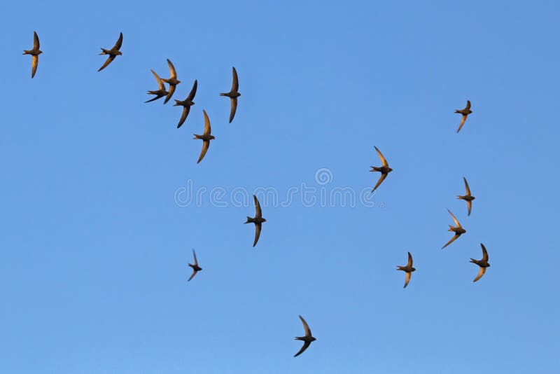 Common Swift Apus apus. stock photo. Image of migration - 176423112
