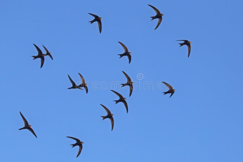 Common Swift Apus apus. stock photo. Image of flight - 176423122
