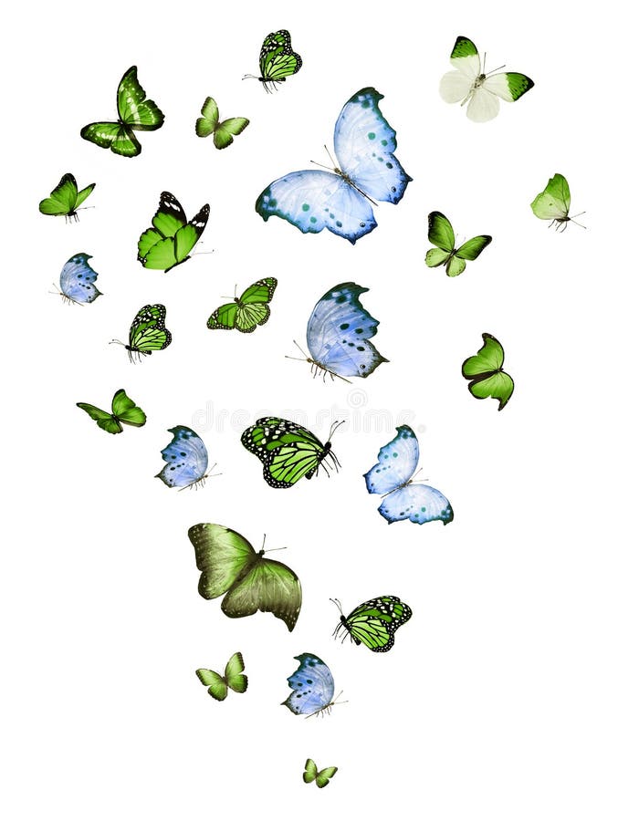 Flock of Flying Butterflies Isolated Stock Image - Image of background ... Flock of Flying Butterflies Isolated Stock Image - Image of background ...
