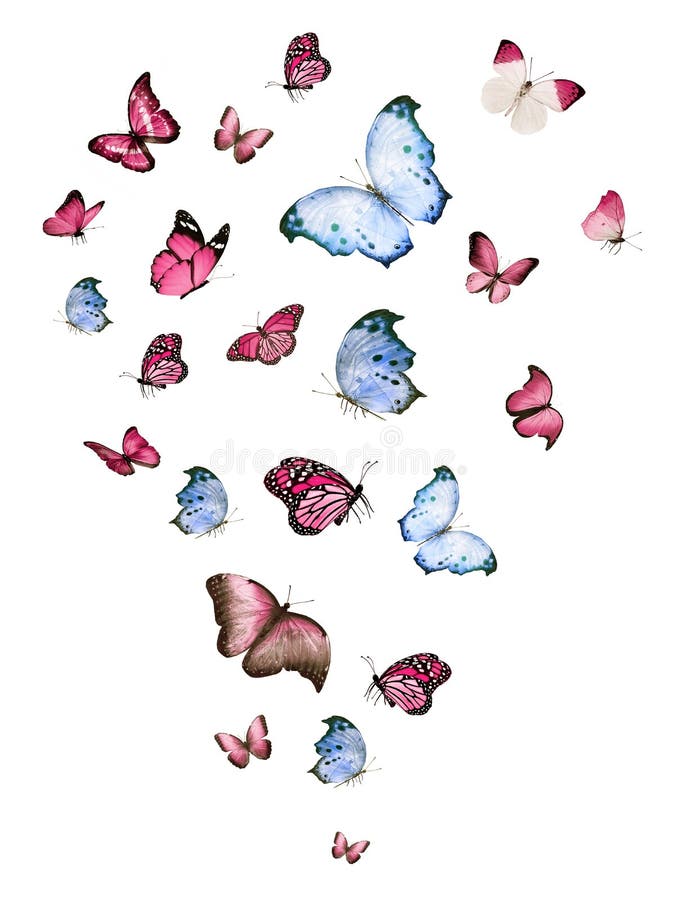 Flock Of Flying Butterflies Isolated On White Stock Photo - Image of ...