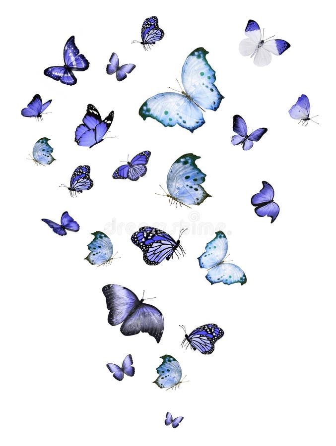Flock of Flying Butterflies Isolated on White Stock Photo - Image of ... Flock of Flying Butterflies Isolated on White Stock Photo - Image of ...