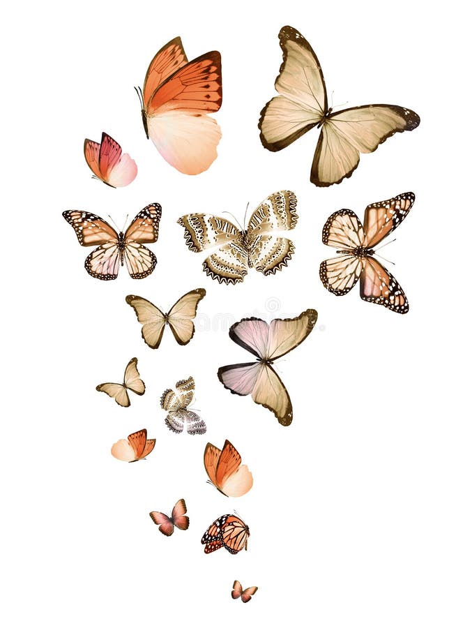 Flock of Flying Butterflies Isolated on White Stock Image - Image of ...
