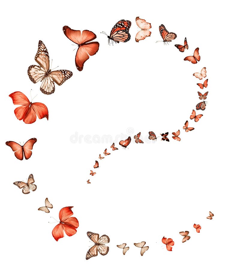 Flock of Flying Butterflies Isolated Stock Image - Image of moth ... Flock of Flying Butterflies Isolated Stock Image - Image of moth ...