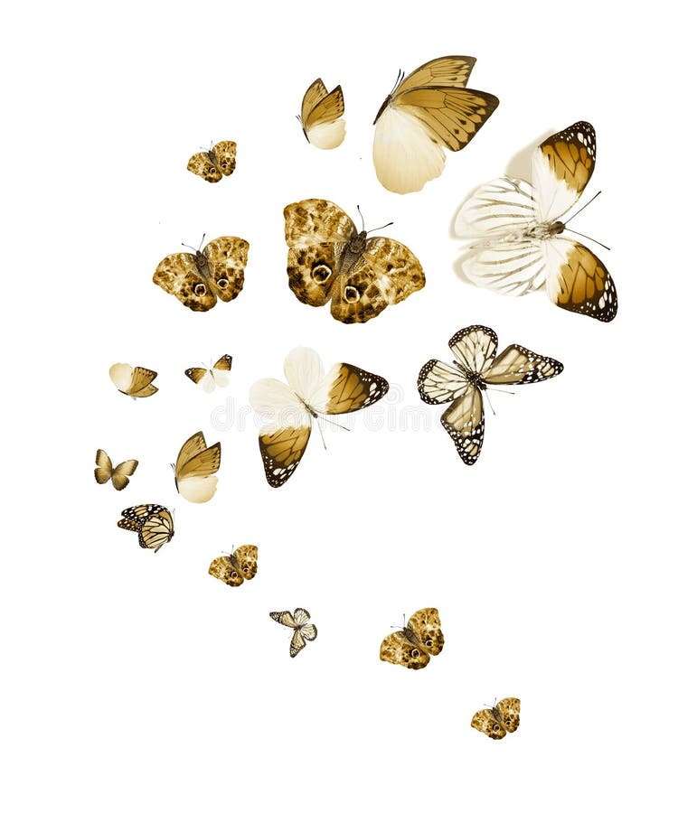Flock of Flying Butterflies Isolated Stock Illustration - Illustration ... Flock of Flying Butterflies Isolated Stock Illustration - Illustration ...