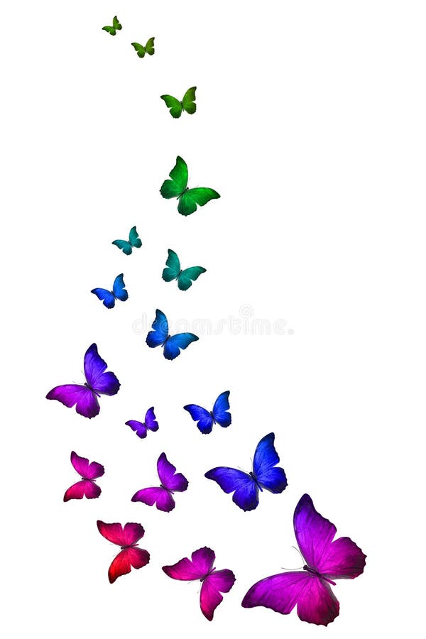 945 Flock Butterflies Stock Photos - Free & Royalty-Free Stock Photos ... 945 Flock Butterflies Stock Photos - Free & Royalty-Free Stock Photos ...