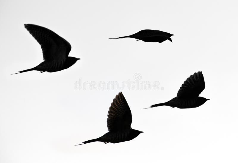 Bird Cuckoo Outline Stock Photos - Free & Royalty-Free Stock Photos ...