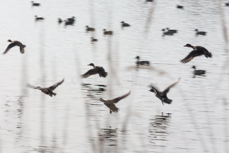Flock flying ducks stock image. Image of flying, flock - 110901237