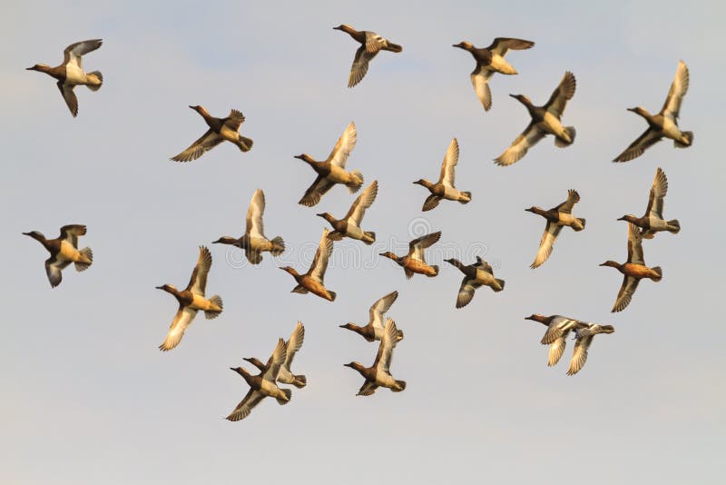 Flock of Flying Ducks during the Spring Migration Stock Photo - Image ...